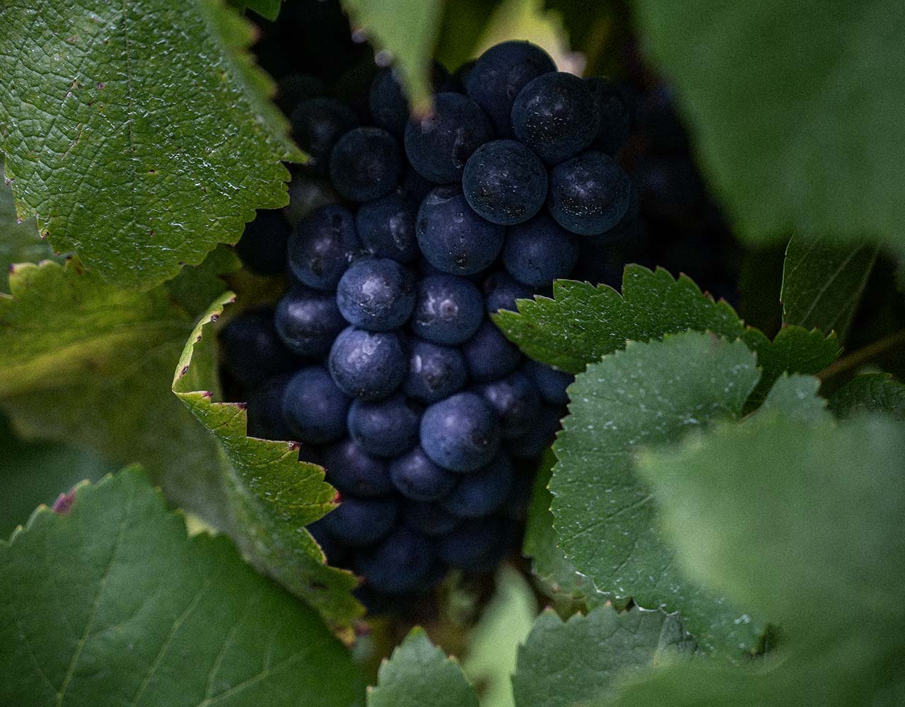 Home Page - Yering Farm Wines